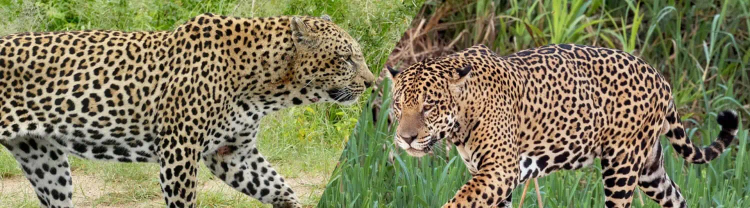 Leopard vs. Jaguar: Similarities And Differences Explained