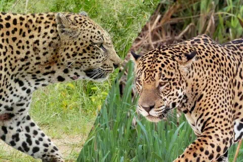 16 Jaguar Facts Unveiling Their Pride and Beauty
