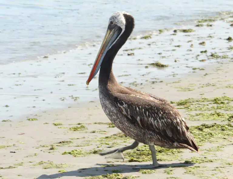 8 Types of Pelicans: Species, Identification, and Photos