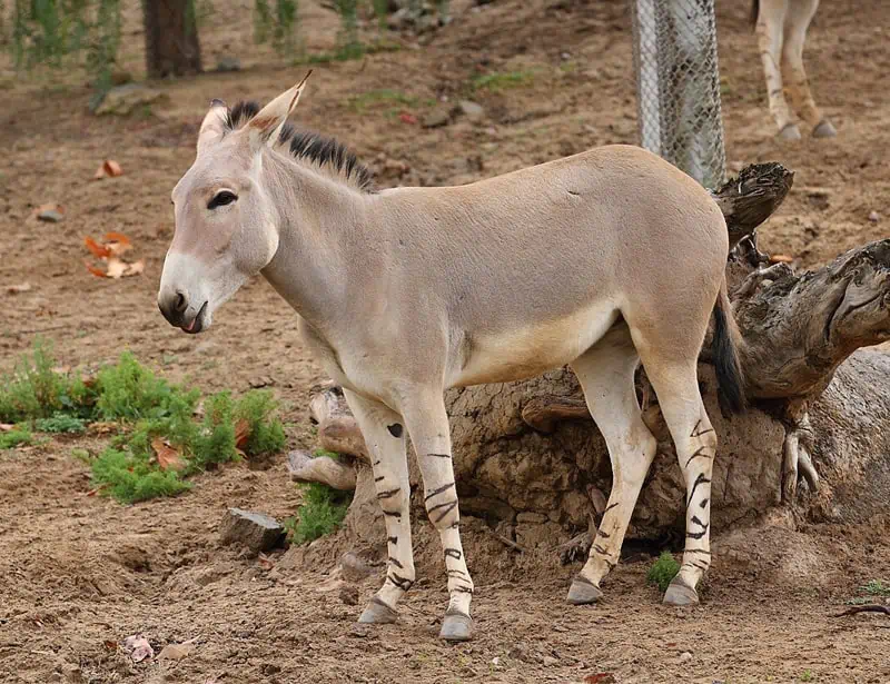 4 Types of Donkeys: Species, Facts and Photos