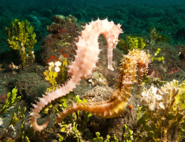 15 Types of Seahorses: Species, Facts and Photos