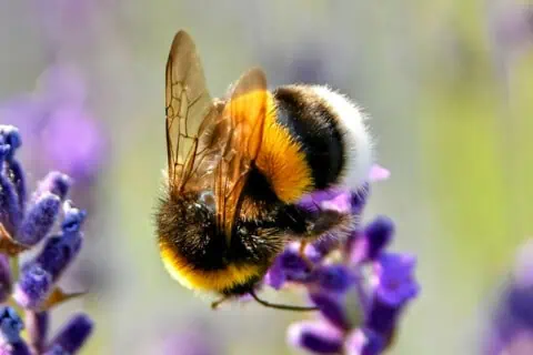 Different Types of Bees and How to Identify the Difference