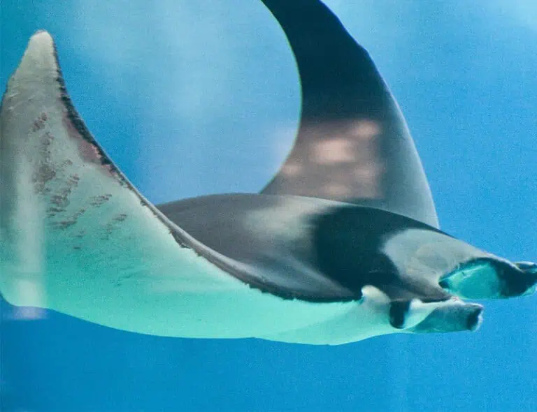 12 Types of Manta Ray: Species, Identification, and Photos