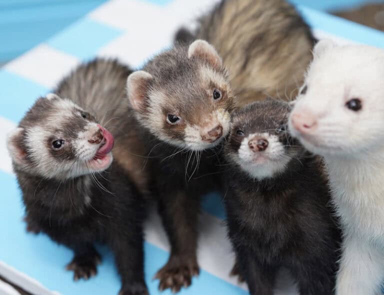 19 Baby Ferret Facts And What To Do If You Want To Care For One