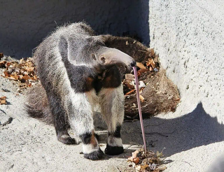 Aardvark vs. Anteater: Similarities And Differences Explained