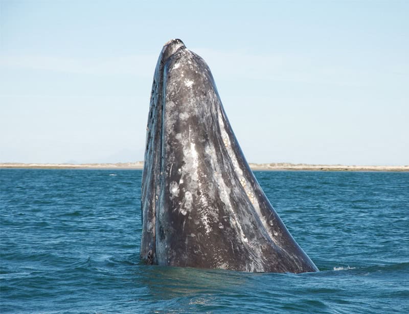 13 Animals That Migrate: From Butterflies To Whales