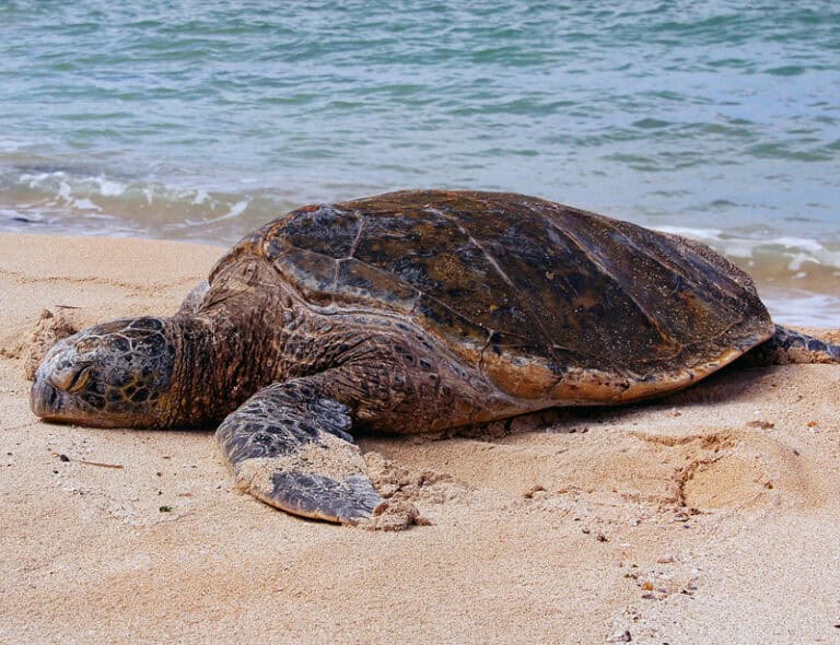 13 Animals That Migrate: From Butterflies To Whales