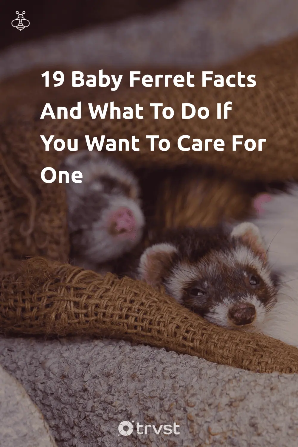 19 Baby Ferret Facts And What To Do If You Want To Care For One