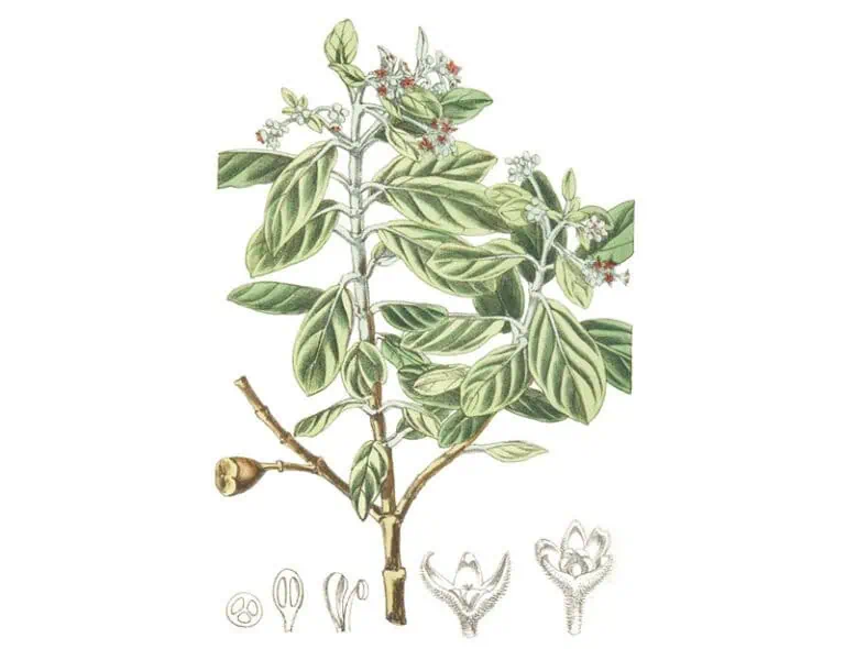 9 Extinct Plants: Reasons and Conservation Efforts
