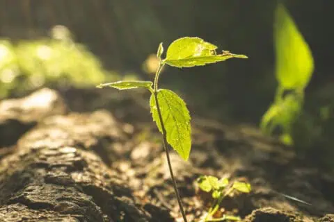 Carbon Sink: Definition & Significance | Glossary