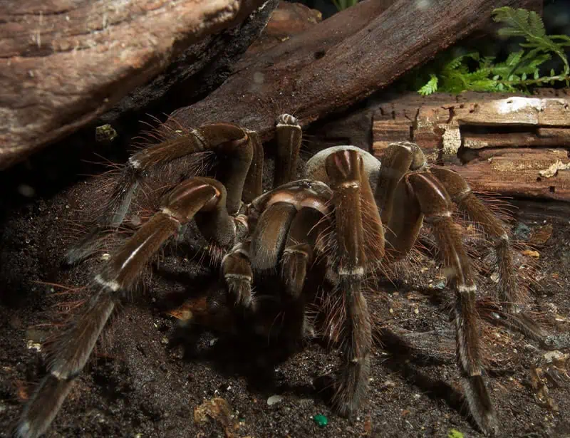25 Scariest Animals (And Are They Really Scary?)
