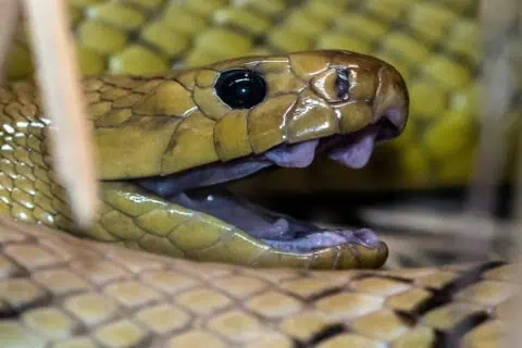 15 of the Strongest Animals in the World