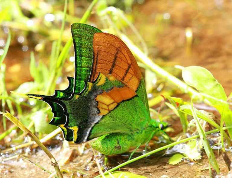 13 Rare Butterflies That Deserve More Attention