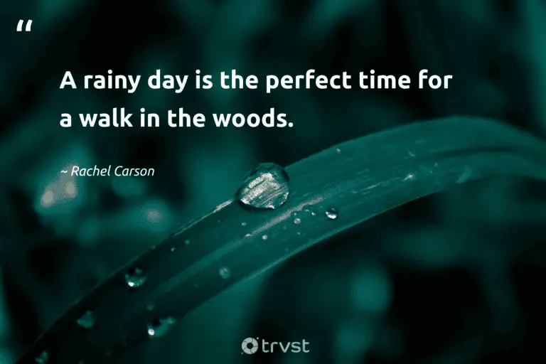 60 Rainy Day Quotes To Read To Set The Mood