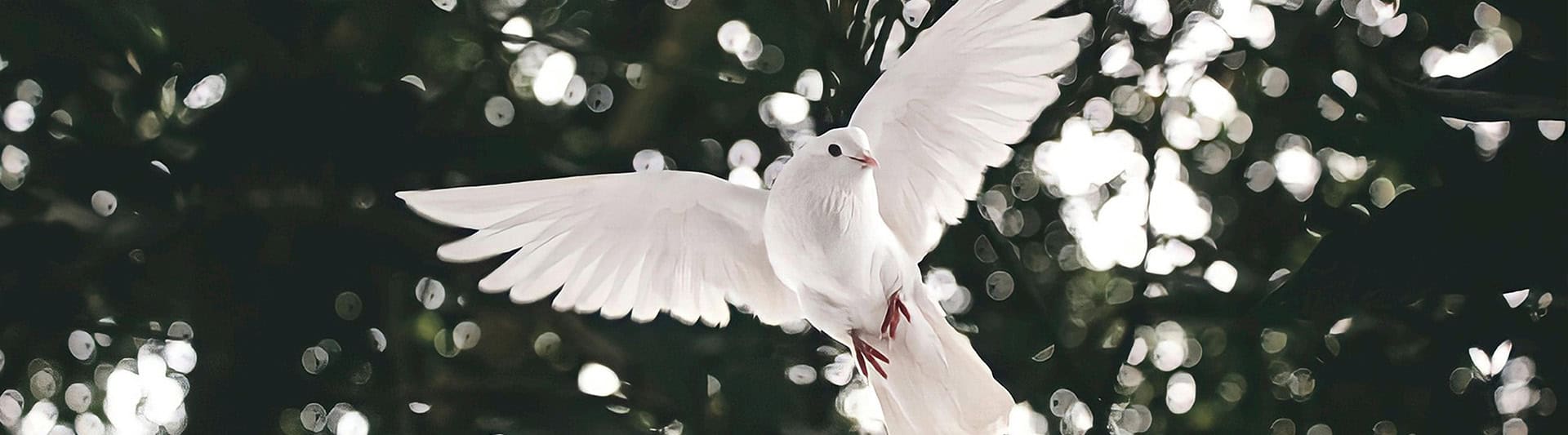 Peace & Conflict: National & International Days, Celebrations and ...