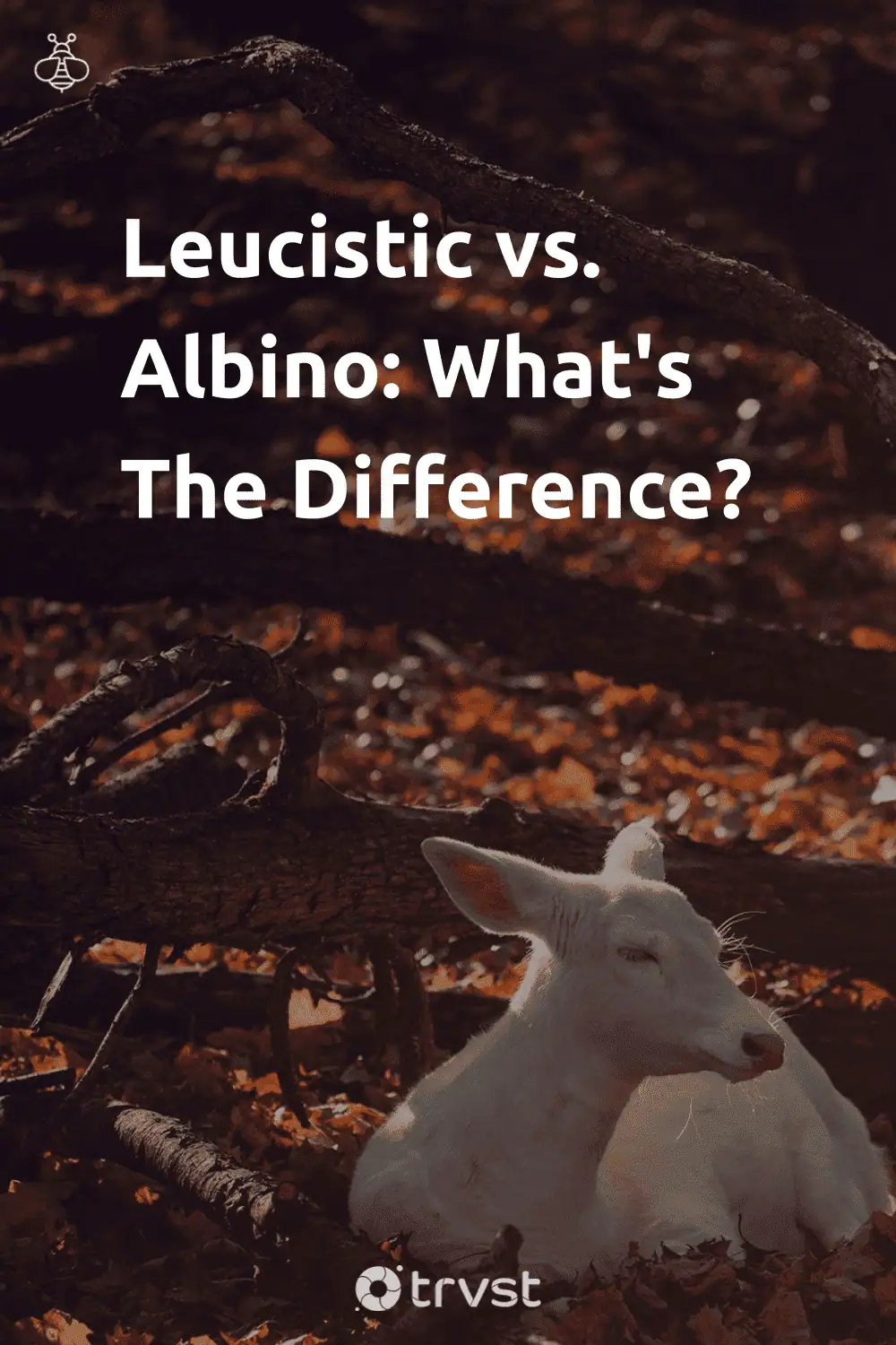 Leucistic vs. Albino: What's The Difference?