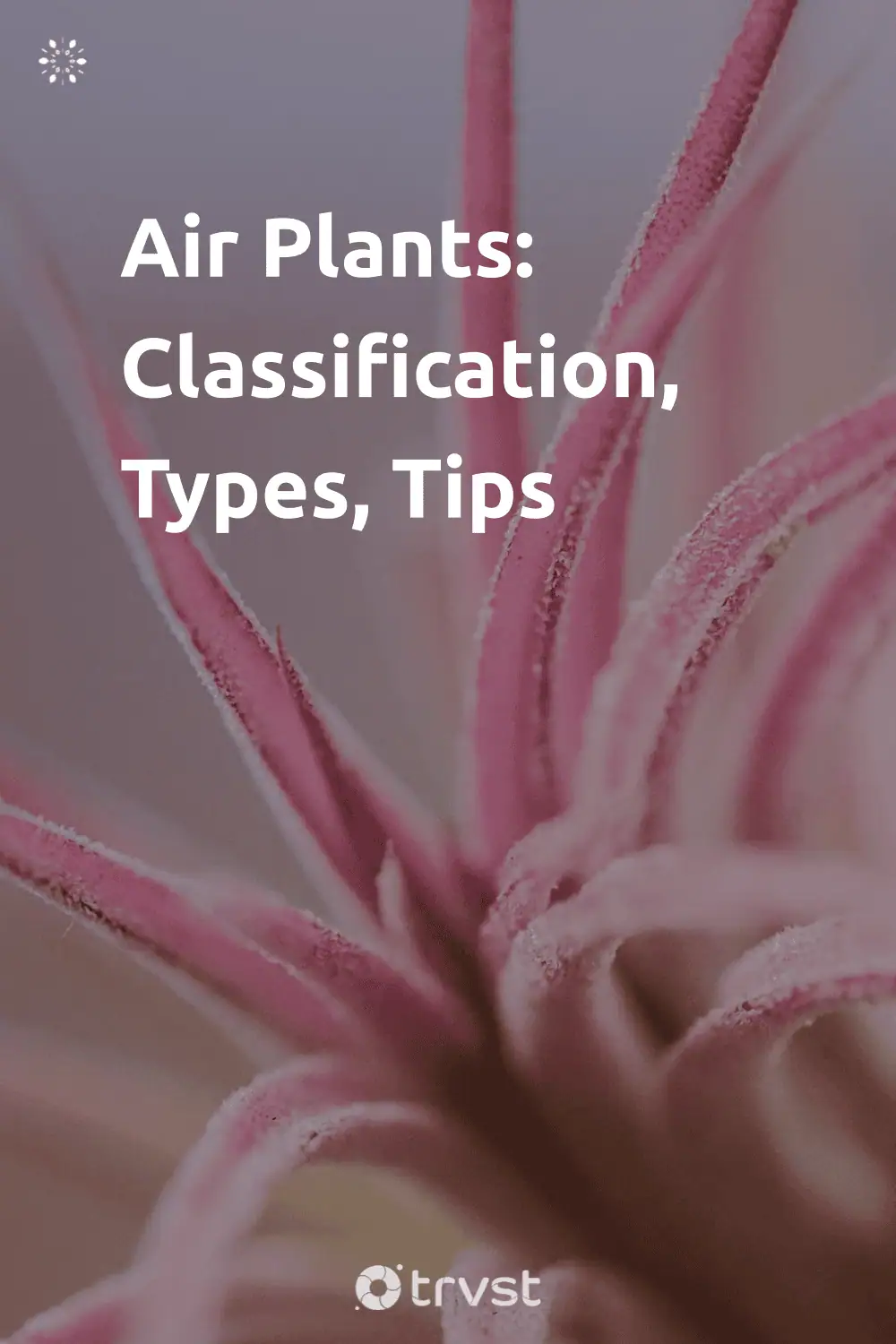 Air Plants: Classification, Types, Tips