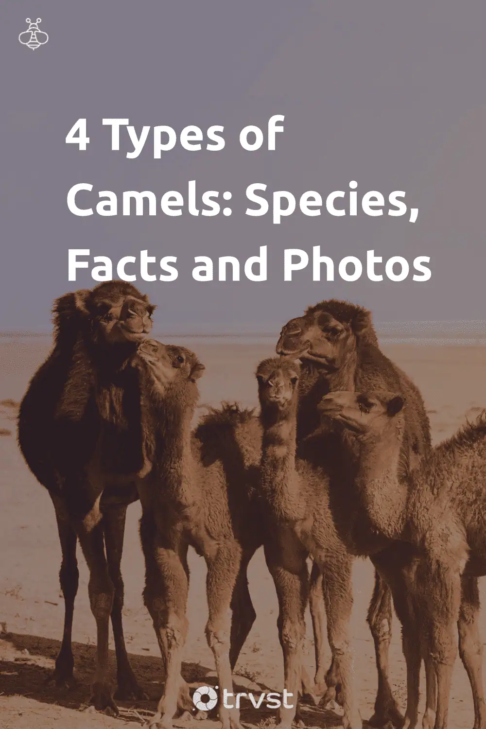 4 Types of Camels: Species, Facts and Photos