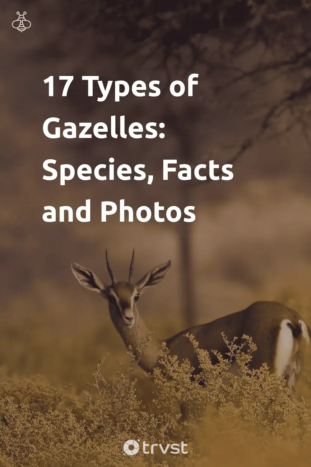 17 Types of Gazelles: Species, Facts and Photos
