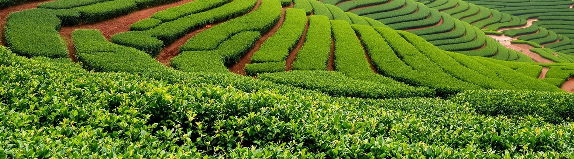 International Tea Day: Celebrating Global Tea Culture