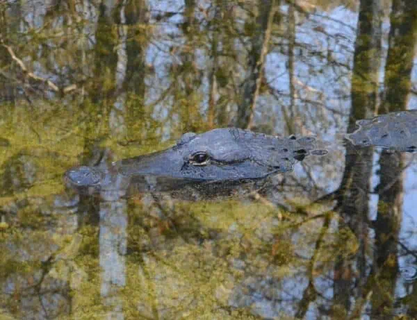 15 Spectacular Swamp Animals To See