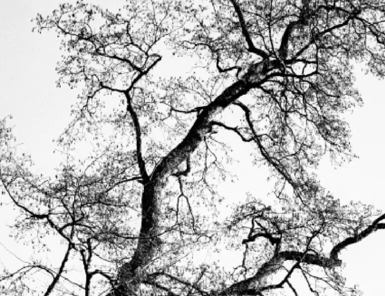 12 Fantastic Fractals in Nature to Look Out For Every Day