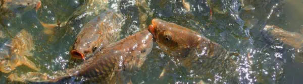 Impact of Invasive Species on Biodiversity and How We Can Help
