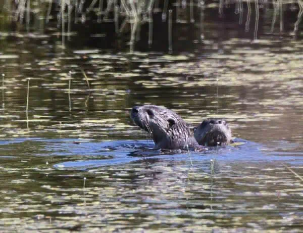 15 Spectacular Swamp Animals To See
